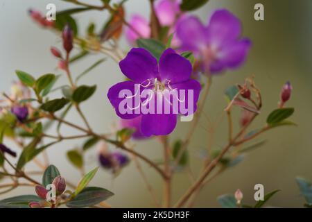 A shallow focus of delicate purple lasiandra flowers Stock Photo - Alamy
