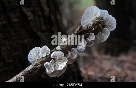 Campanella species, Campanella is a genus of fungi in the Marasmiaceae ...