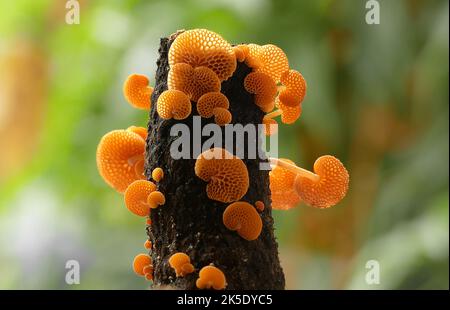 Favolaschia calocera, commonly known as the orange pore fungus, is a ...