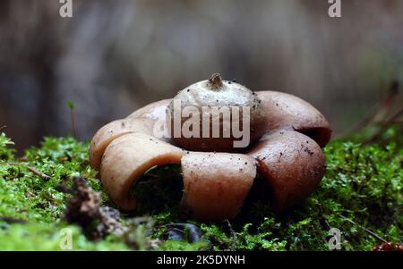 Geastrales is an order of gasterocarpic basidiomycetes (fungi) that are ...