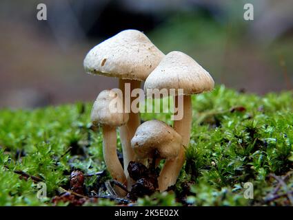Inocybe is a large genus of mushroom-forming fungi with over 1400 ...