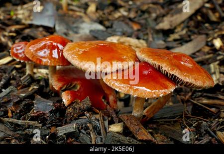 Leratiomyces ceres, also known as the Redlead Roundhead, is a mushroom ...