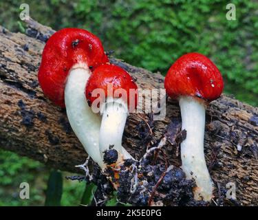 Leratiomyces erythrocephalus, the Scarlet pouch fungi growing on ground ...