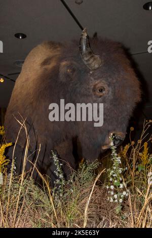 Bison exhibit at the Buffalo Bill Center of the West in Cody, Wyoming ...