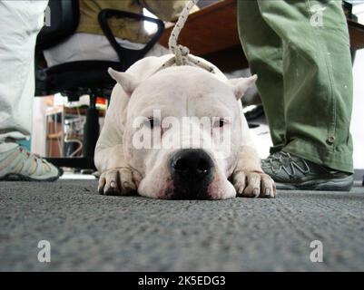 DOG, BOMBON EL PERRO: EL PERRO, 2004 Stock Photo - Alamy