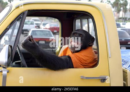 MONKEY, FUNKY MONKEY, 2004 Stock Photo - Alamy