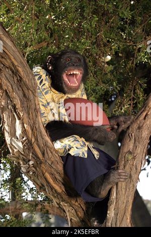 MONKEY, FUNKY MONKEY, 2004 Stock Photo - Alamy