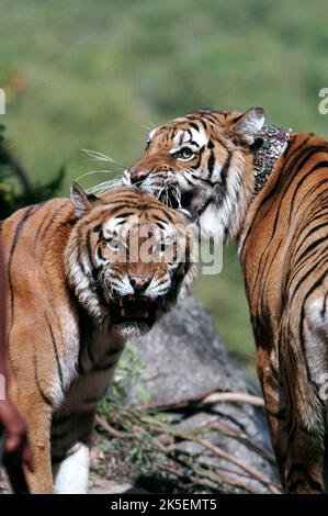 TWO BROTHERS, KUMAL, SANGHA THE TIGERS CUBS, 2004 Stock Photo - Alamy