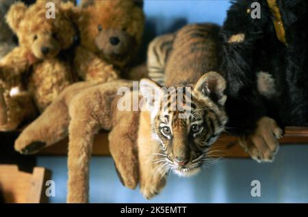 SANGHA THE TIGER, TWO BROTHERS, 2004 Stock Photo - Alamy