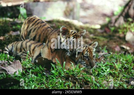 KUMAL, SANGHA THE TIGER CUBS, TWO BROTHERS, 2004 Stock Photo - Alamy