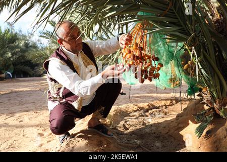 medjool date palm