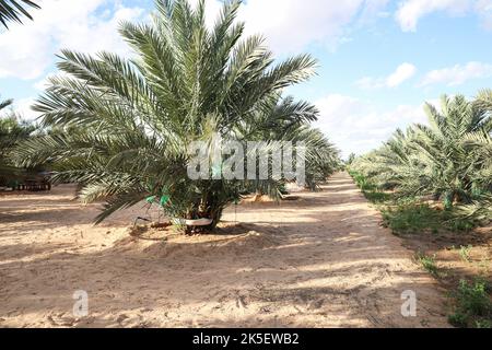 Several species of the Medjool or (Mejhool) (Arabic: 'unknown') palm ...
