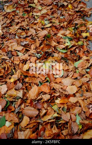 Copenahgen /Denmark/08 OIctober 2022/Autumn or fall season weather tree ...