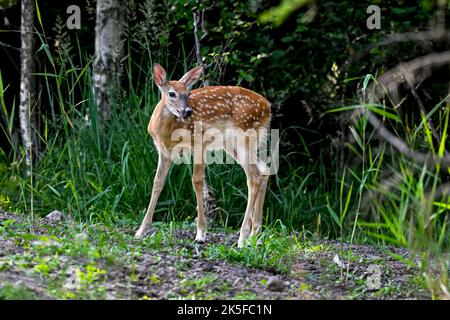 Playful White-tailed deer in the forest Stock Photo - Alamy