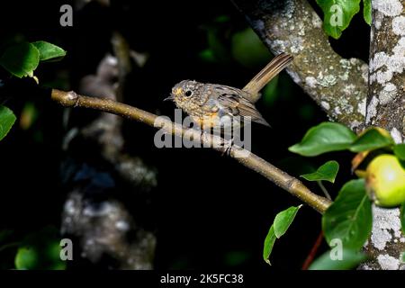 Common Redstart (Phoenicurus phoenicurus) juvenile, standing at edge of ...