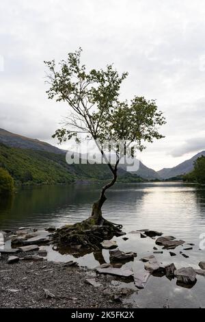 The Lonely Tree, a solitary tree on the shores of Llyn Padarn near ...