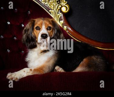 A Picture of a Beagle Spaniel Dog in a Professional Studio Environment ...