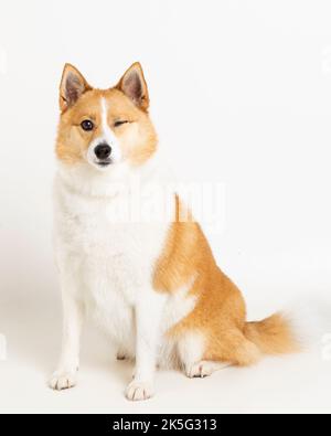 A Picture of a Beagle Spaniel Dog in a Professional Studio Environment ...