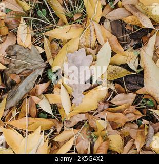 brown oak and ash leaves fallen on tarmac path banagher glen national ...