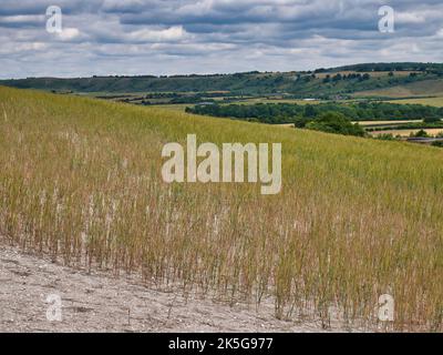 A field of superficial deposits of clay with flints in farmland north ...
