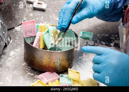 Cassettes with biopsy samples in hot paraffin. Scientist embedding ...