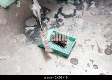 Scientist embedding tissues in paraffin blocks for sectioning ...
