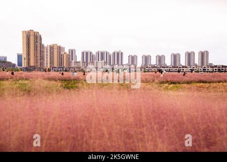 NINGBO, CHINA - OCTOBER 6, 2022 - Tourists play among blooming pink ...