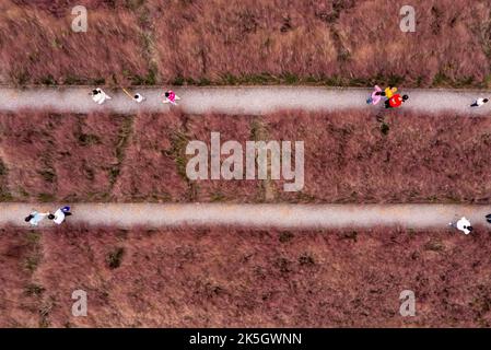 NINGBO, CHINA - OCTOBER 6, 2022 - Tourists play among blooming pink ...