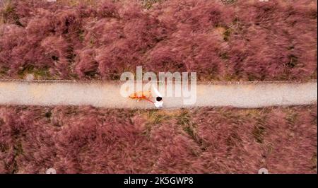 NINGBO, CHINA - OCTOBER 6, 2022 - Tourists play among blooming pink ...