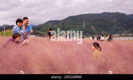 NINGBO, CHINA - OCTOBER 6, 2022 - Tourists play among blooming pink ...