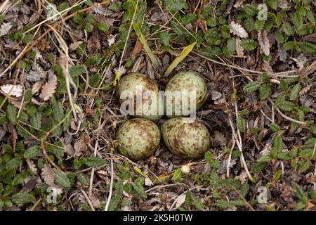 Purple Sandpiper, Calidris maritima, Raufarhofn, Iceland Stock Photo ...