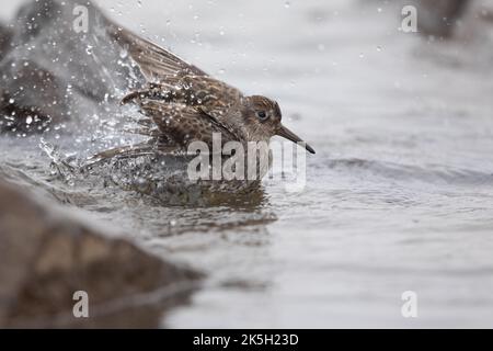 Purple Sandpiper, Calidris maritima, Raufarhofn, Iceland Stock Photo ...