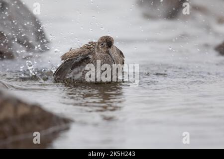 Bathing Purple Sandpiper, Calidris maritima, Raufarhofn, Iceland Stock ...