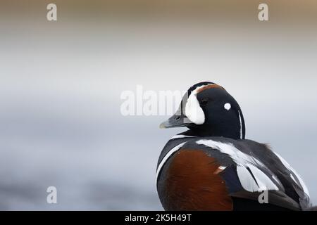 Harlequin Duck male, River Laxa, Iceland Stock Photo - Alamy
