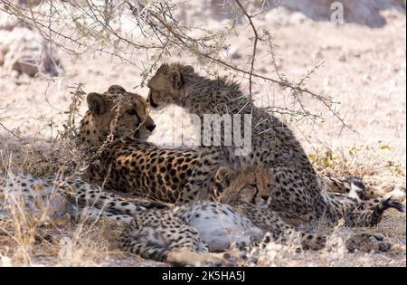 View of cheeta with cubs in Namibia Stock Photo - Alamy