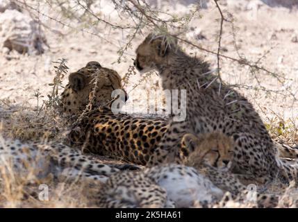 View of cheeta with cubs in Namibia Stock Photo - Alamy
