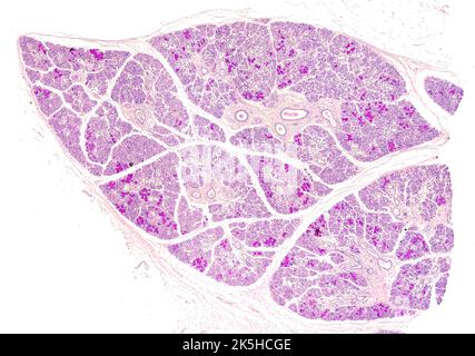 Light micrograph of a human submandibular gland, stained with ...