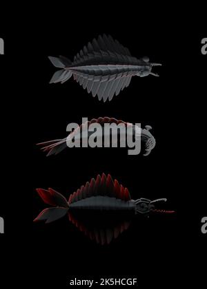 Fossil reconstruction of Anomalocaris Canadensis from middle Cambrian ...