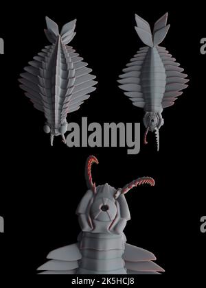 Fossil reconstruction of Anomalocaris Canadensis from middle Cambrian ...