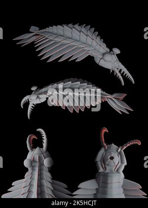 Fossil reconstruction of Anomalocaris Canadensis from middle Cambrian ...