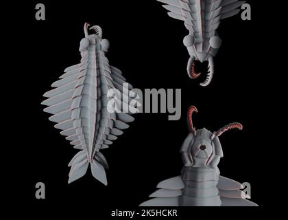 Fossil reconstruction of Anomalocaris Canadensis from middle Cambrian ...