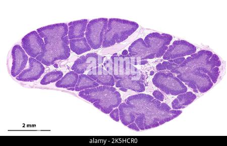 Thymus gland, light micrograph Stock Photo - Alamy