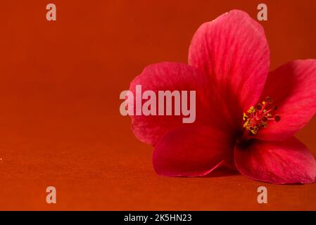 Photo of red china rose or hibiscus flower taken against red background ...