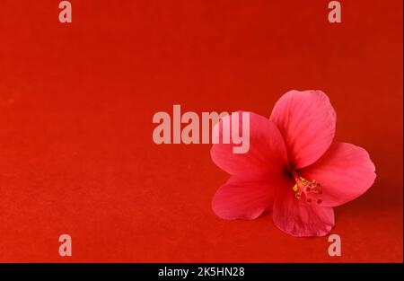 Photo of red china rose or hibiscus flower taken against red background ...