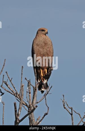 Savanna hawk perched in a tree, Pantanal, Brazil Stock Photo - Alamy