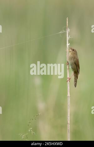 River Warbler, Locustella fluviatilis, RSPB Ham Wall Stock Photo - Alamy