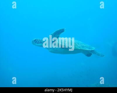 A water tortoise swimming in the depths of a sea Stock Photo - Alamy