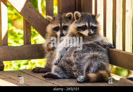 Raccoon (Procyon lotor) in late eavning light Stock Photo - Alamy