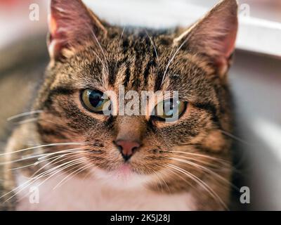 Brown tabby felidae (Felis silvestris catus) walking over stony ground ...