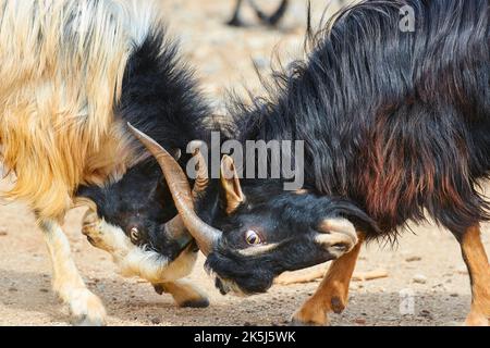 Agios Georgios, chapel, two fighting goats, goats (caprae), northeast ...